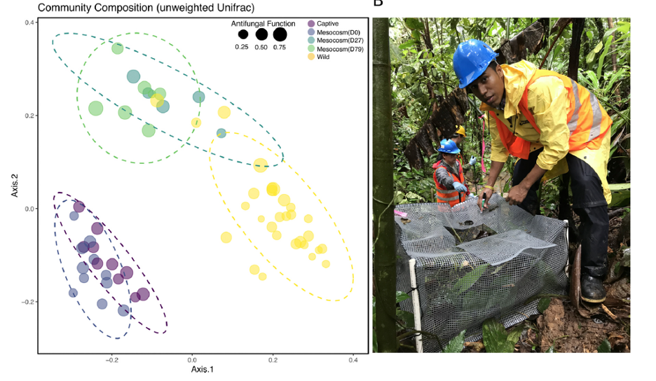 Effects of captivity and rewilding on amphibian skin microbiomes ...